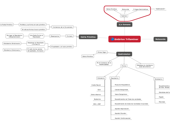 Embrion Trilaminar - Mind Map