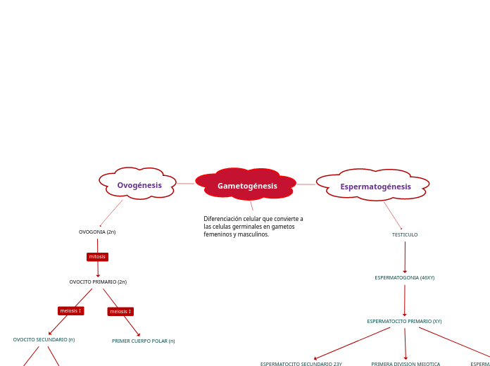 Gametogénesis - Mind Map