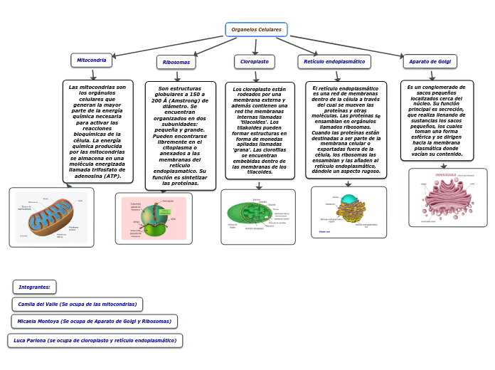 Organelos Celulares - Mind Map