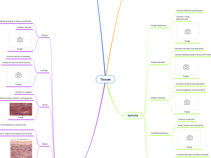 Tissues - Mind Map