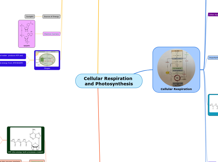 Cellular Respiration and Photosynthesis - Mind Map