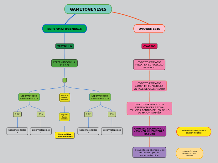GAMETOGENESIS - Mind Map