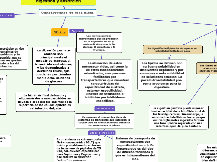 Procesos bioquímicos de la digestión y abs...- Mind Map