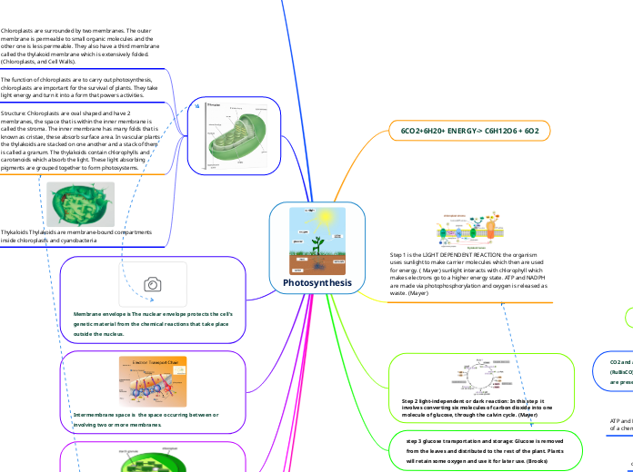 Photosynthesis - Mind Map